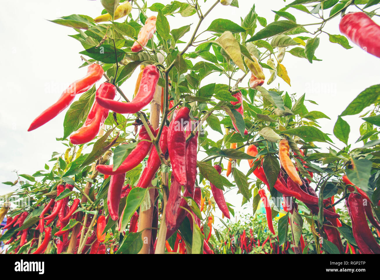Chili in the vegetable garden farm Stock Photo - Alamy