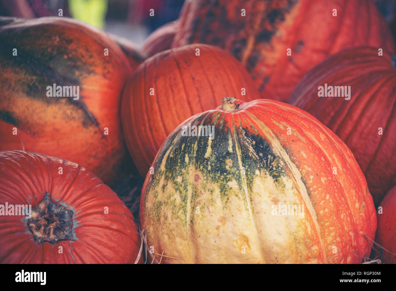 Giant pumpkin in the farm Stock Photo - Alamy