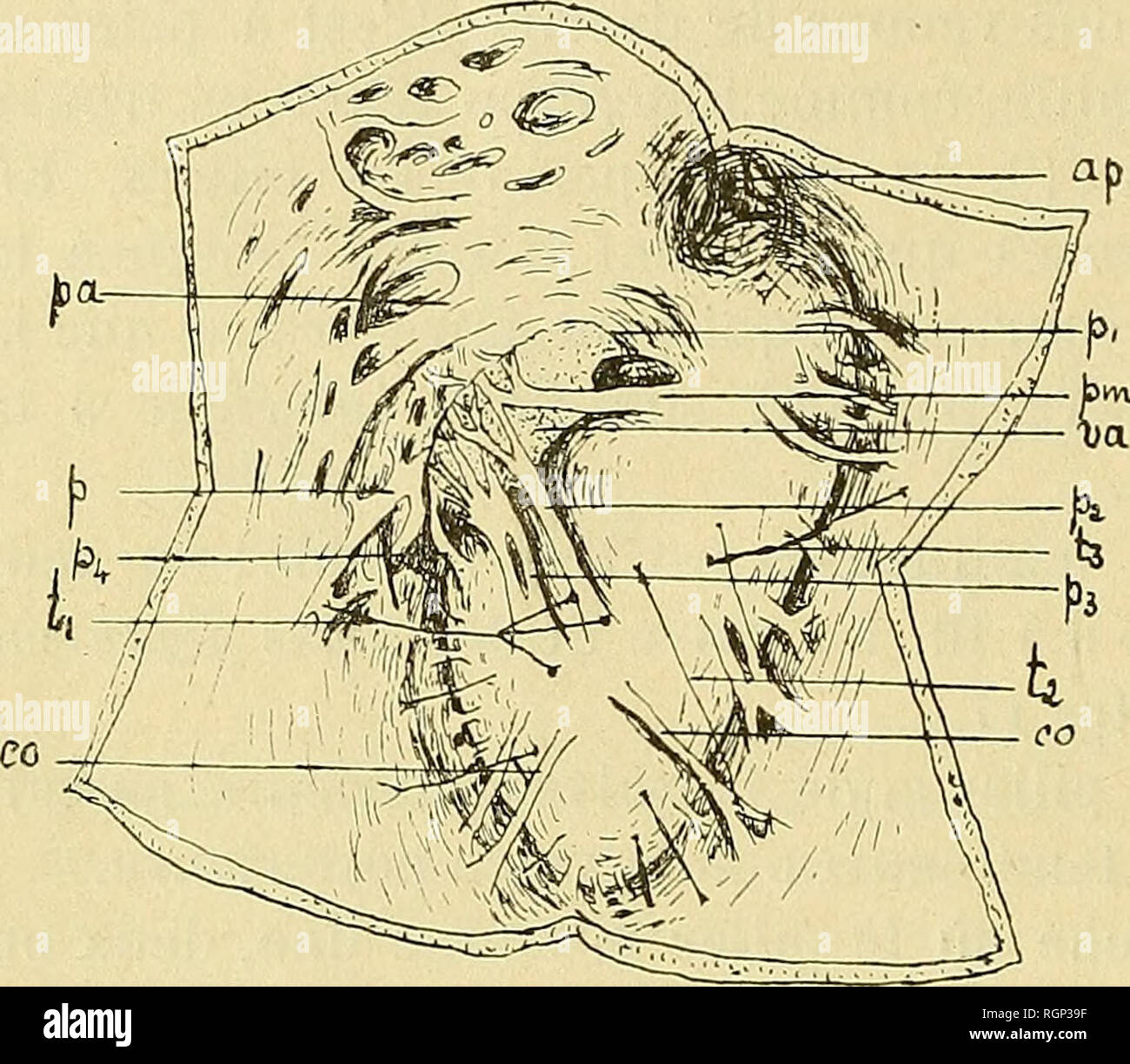 Coeur et anatomie hi-res stock photography and images - Alamy