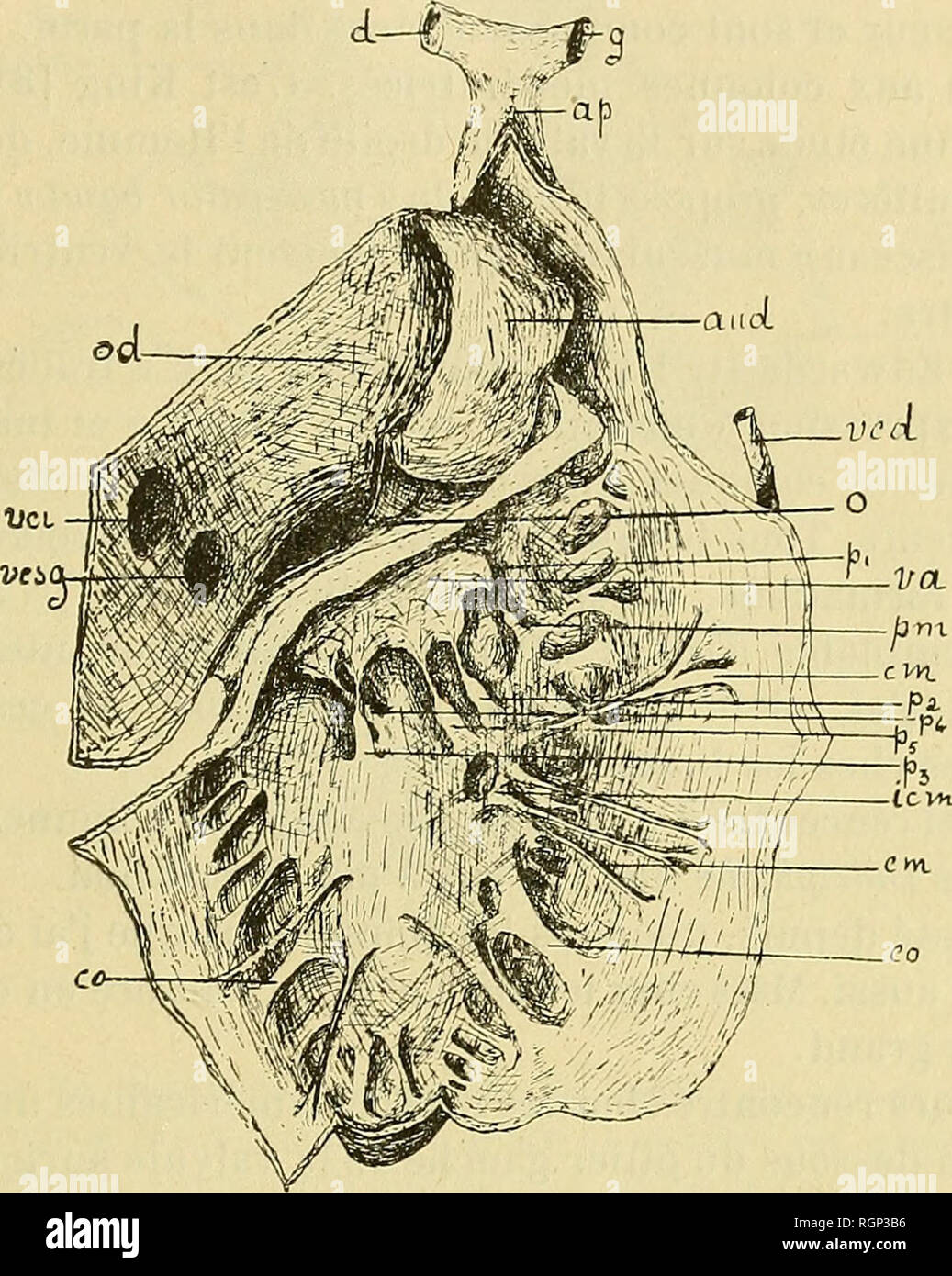Anatomie pulmonaire hi-res stock photography and images - Alamy
