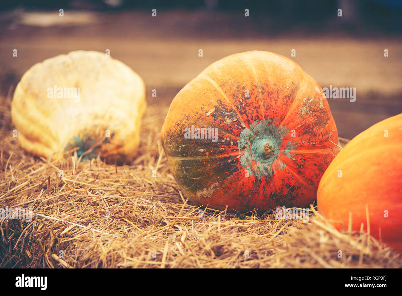 Giant pumpkin in vegetable farms Stock Photo - Alamy