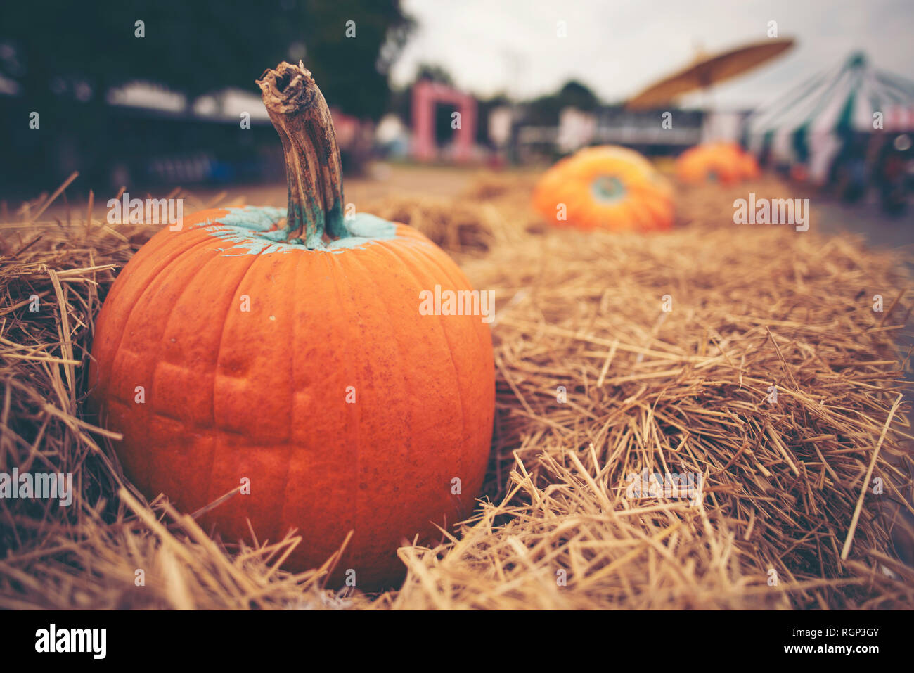 Giant pumpkin in vegetable farms Stock Photo - Alamy