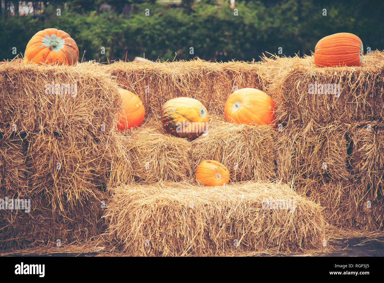 Giant pumpkin in vegetable farms Stock Photo - Alamy