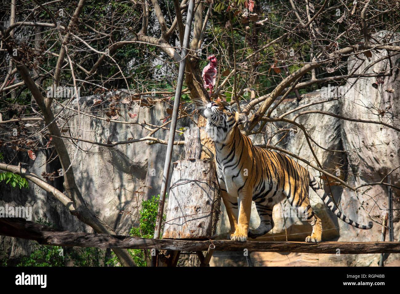 White Tiger Hunting For Food