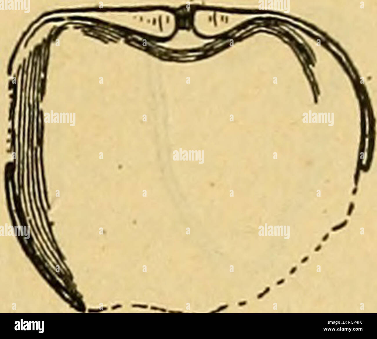 Magnolia chinois hi-res stock photography and images - Alamy