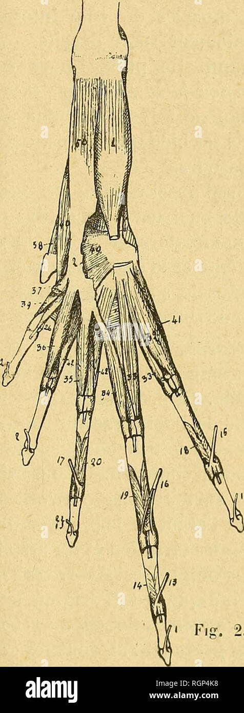 Articulation du doigt hi-res stock photography and images - Alamy