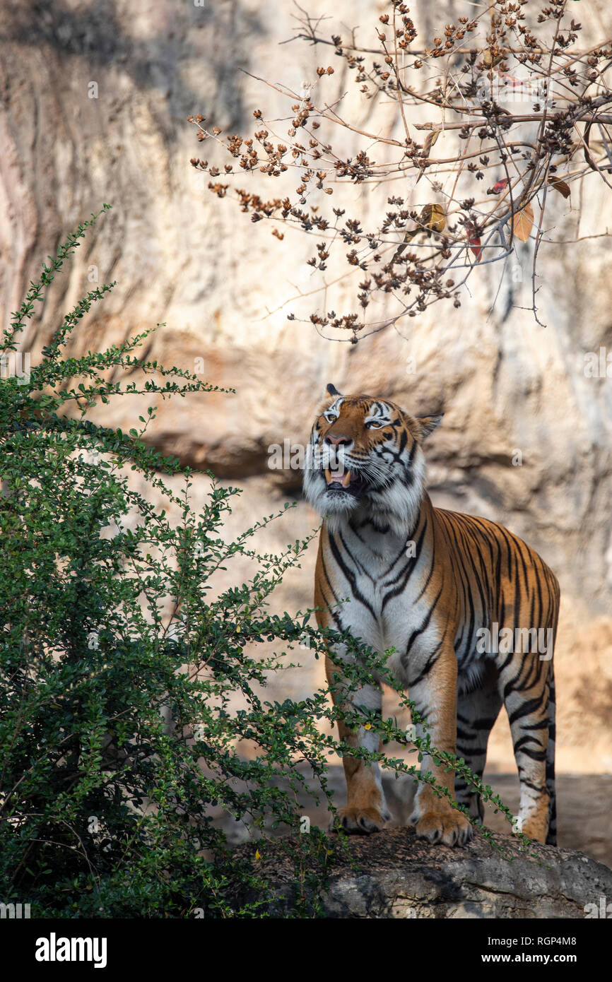 Tiger eating, Tiger is showing food hunting behavior in zoo Stock Photo ...