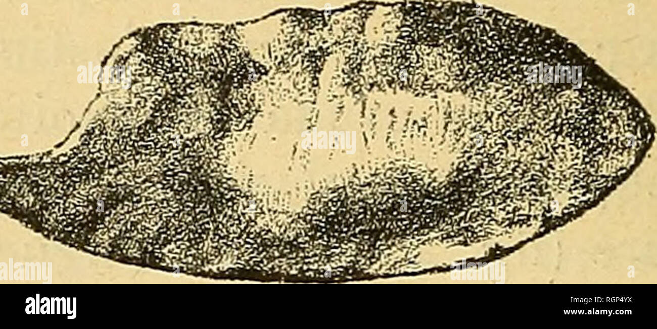 Brochet de mer hi-res stock photography and images - Alamy