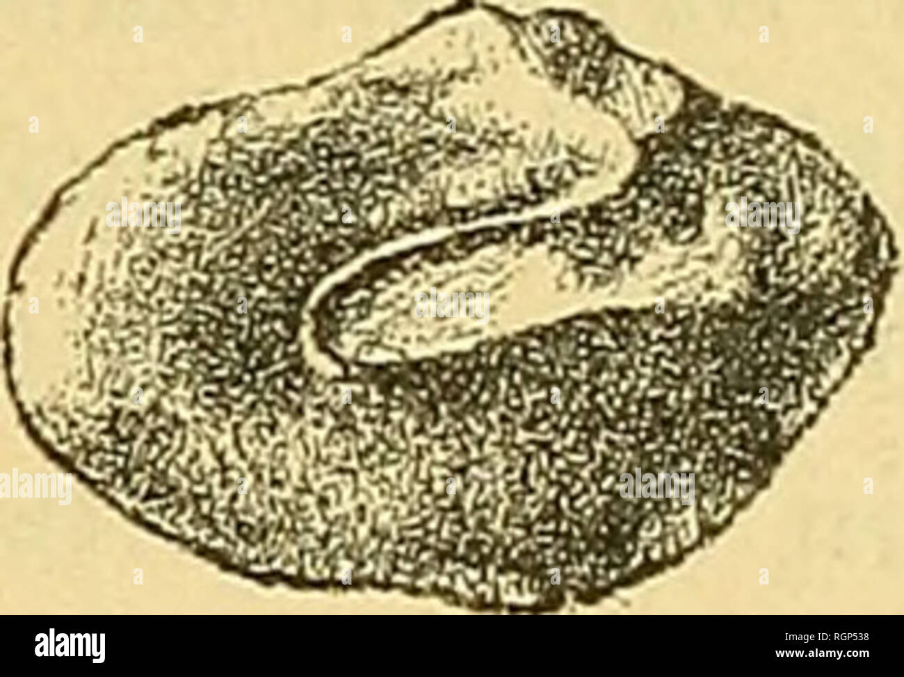 . Bulletin de la SociÃ©tÃ© gÃ©ologique de France. Geology. FiG. s. â ...