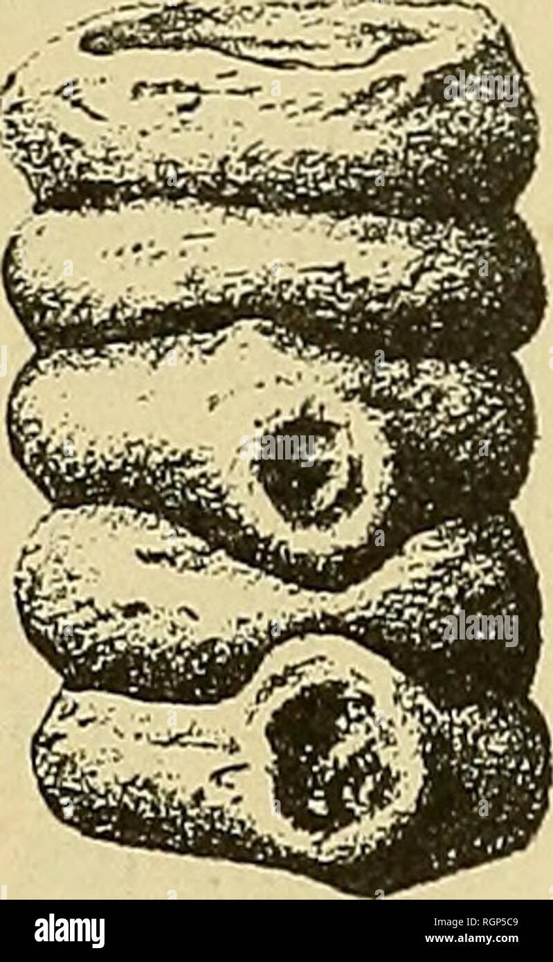 Taxocrinus hi-res stock photography and images - Alamy