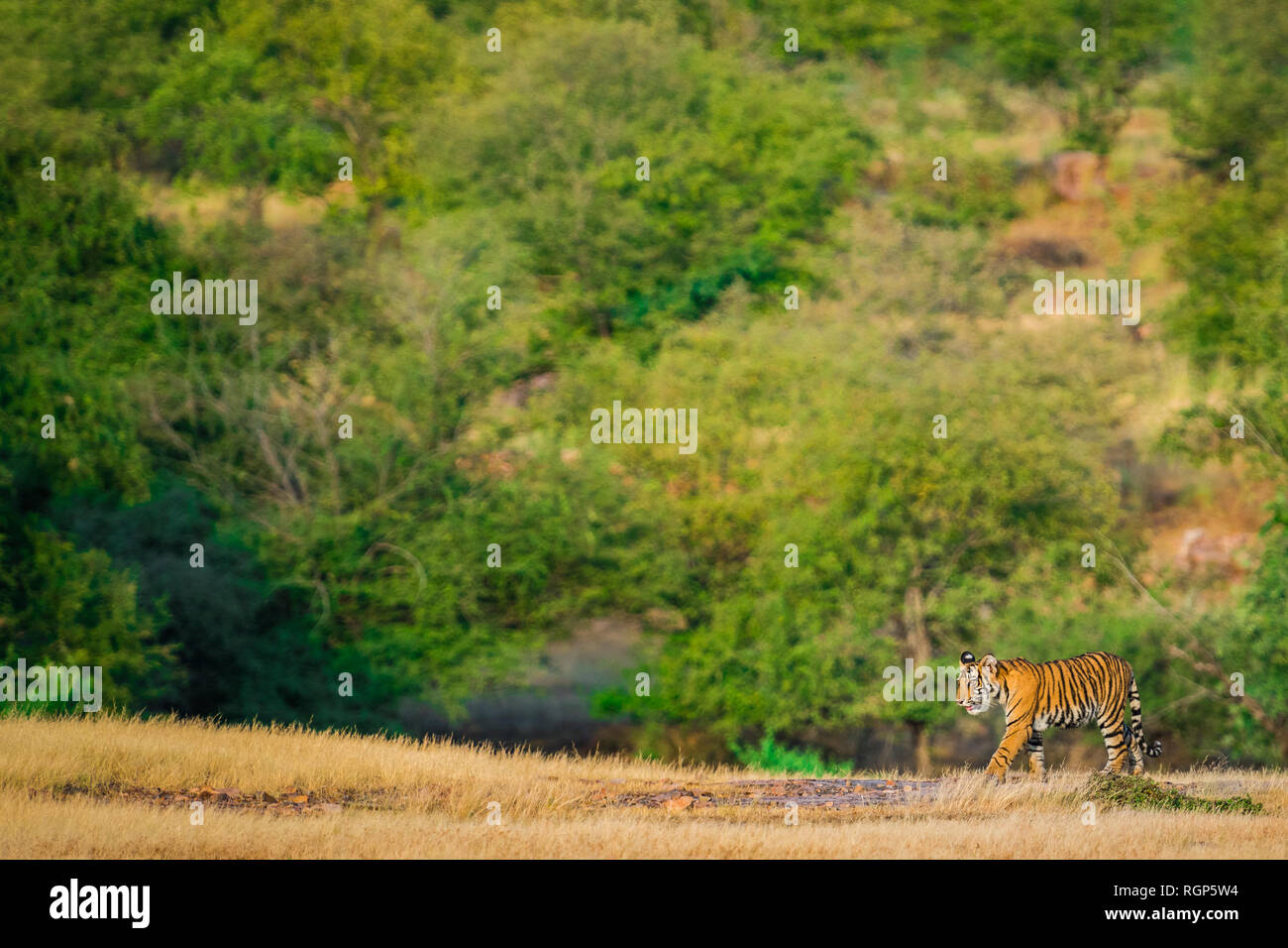 A male tiger cub on an evening light strolling in her mother territory ...