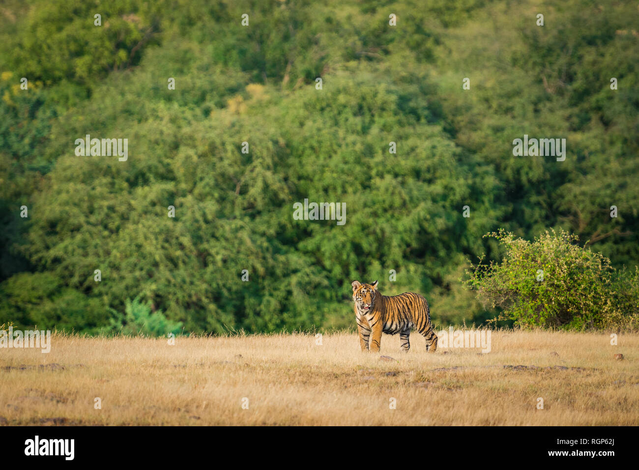 A male tiger cub on an evening light strolling in her mother territory ...