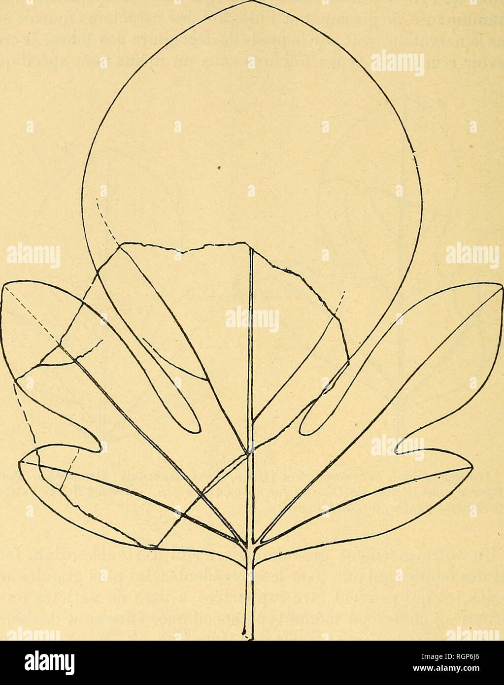 H formosus hi-res stock photography and images - Alamy