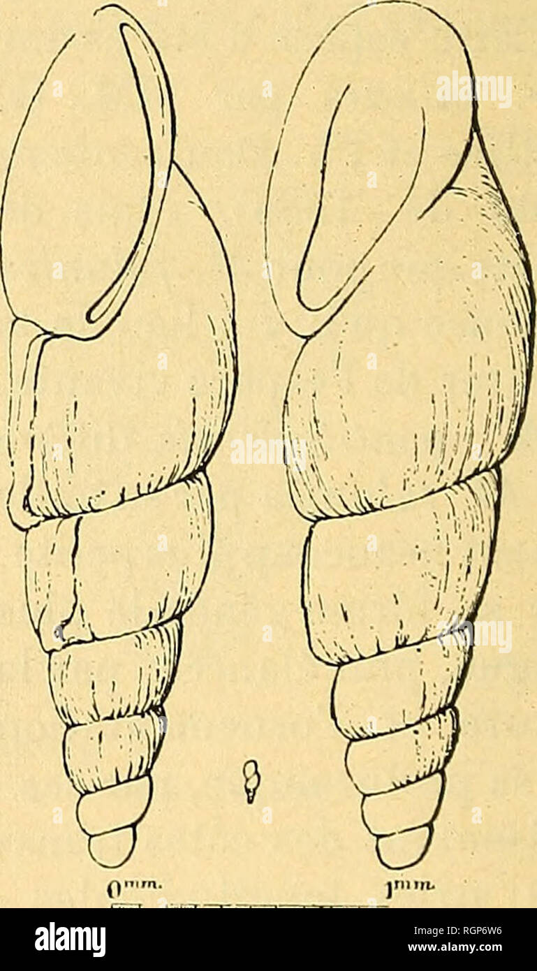 Turricula hi-res stock photography and images - Alamy