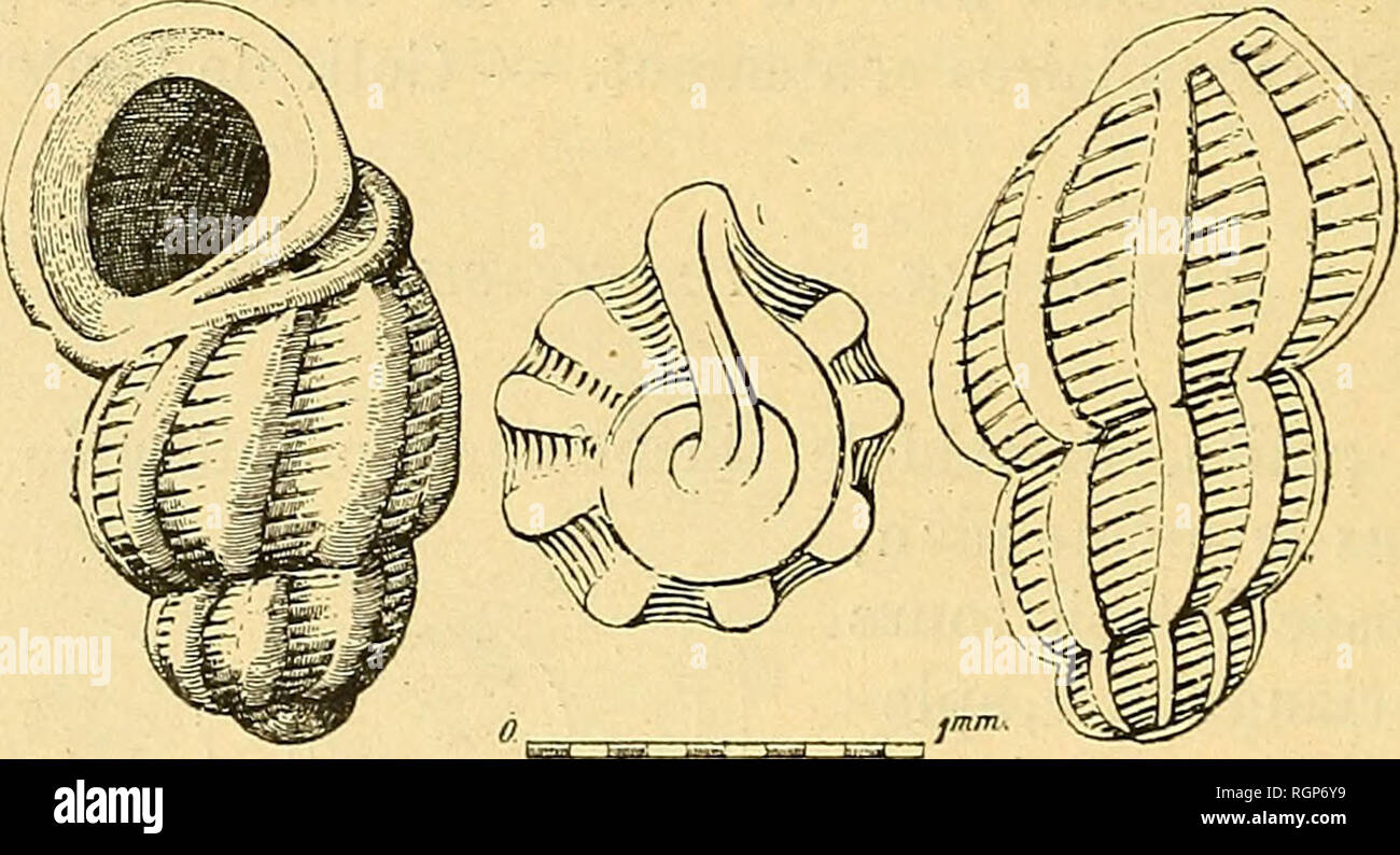 Turricula High Resolution Stock Photography and Images - Alamy