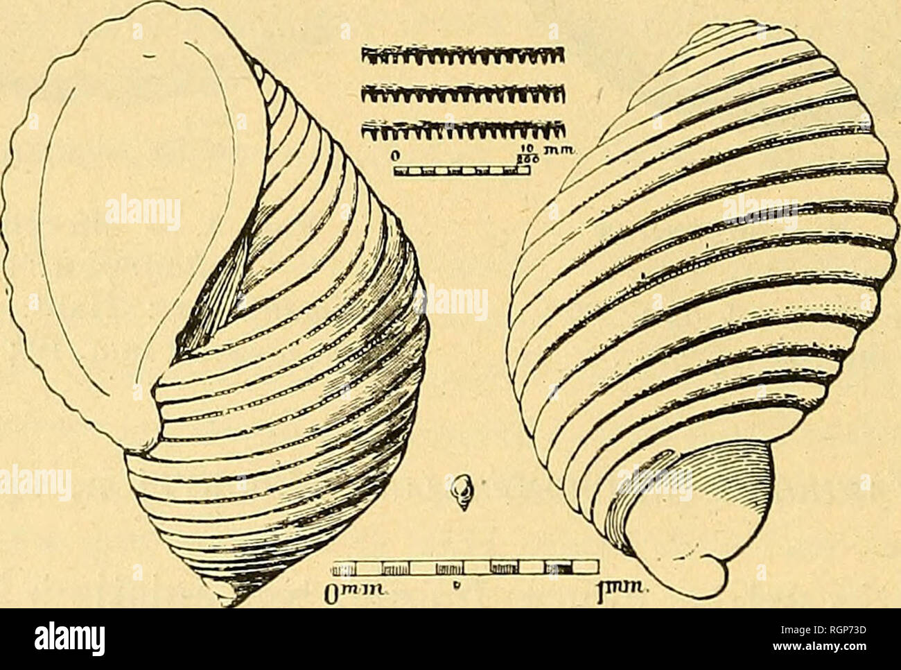 Cara de forma hi-res stock photography and images - Alamy