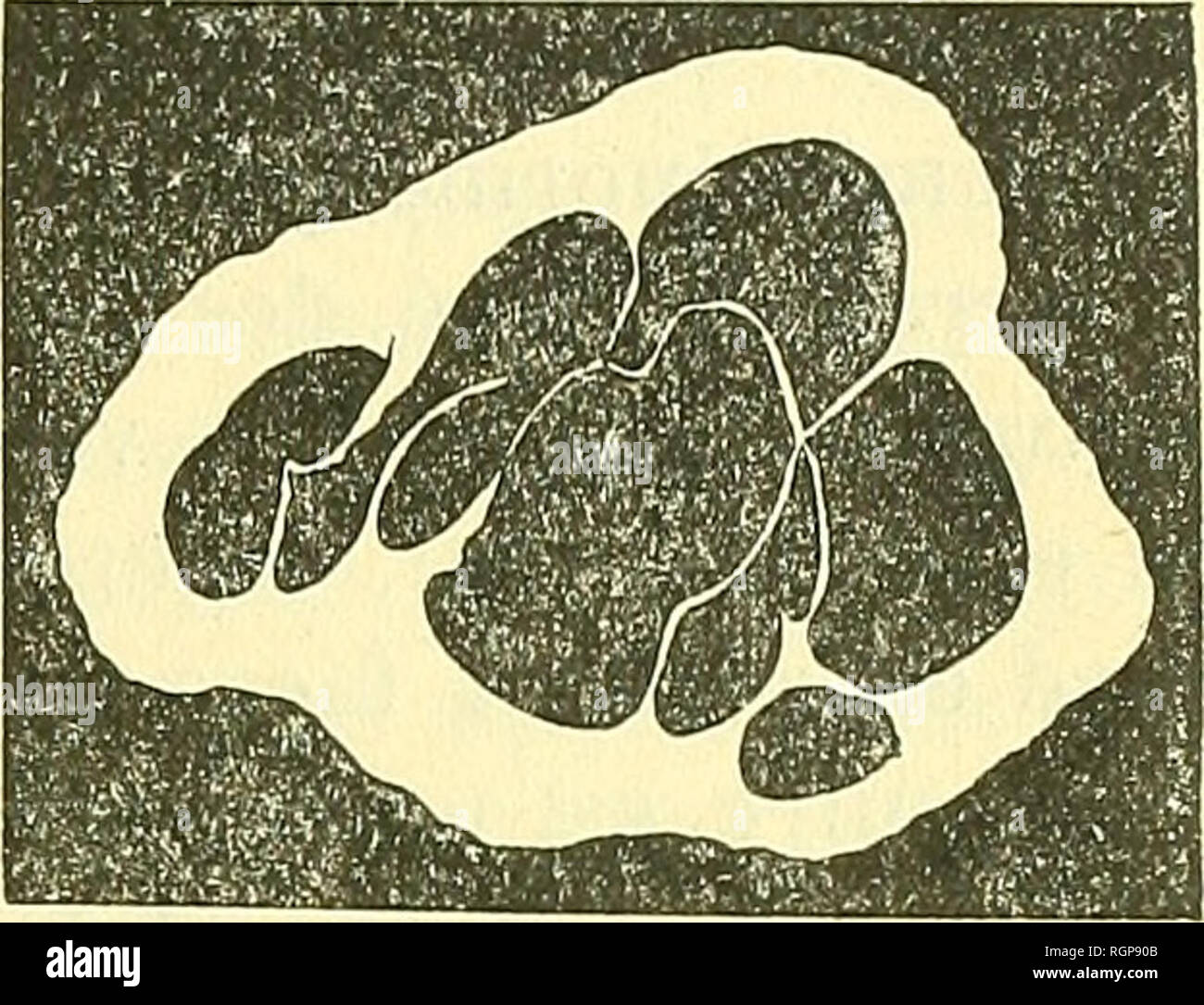 . Bulletin de la SociÃ©tÃ© gÃ©ologique de France. Geology. IC)02 ...