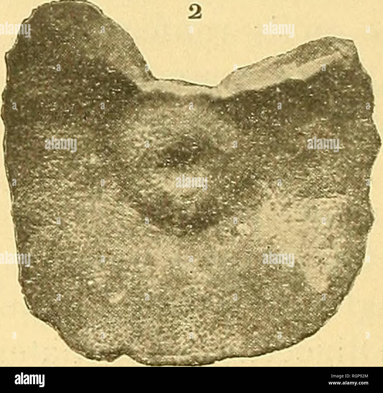 Omphalus hi-res stock photography and images - Alamy