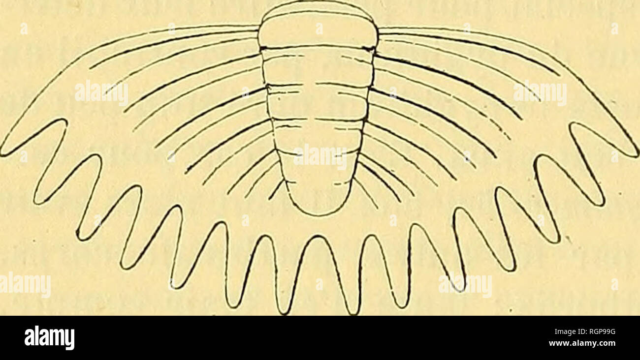 Olenoides sp hi-res stock photography and images - Alamy