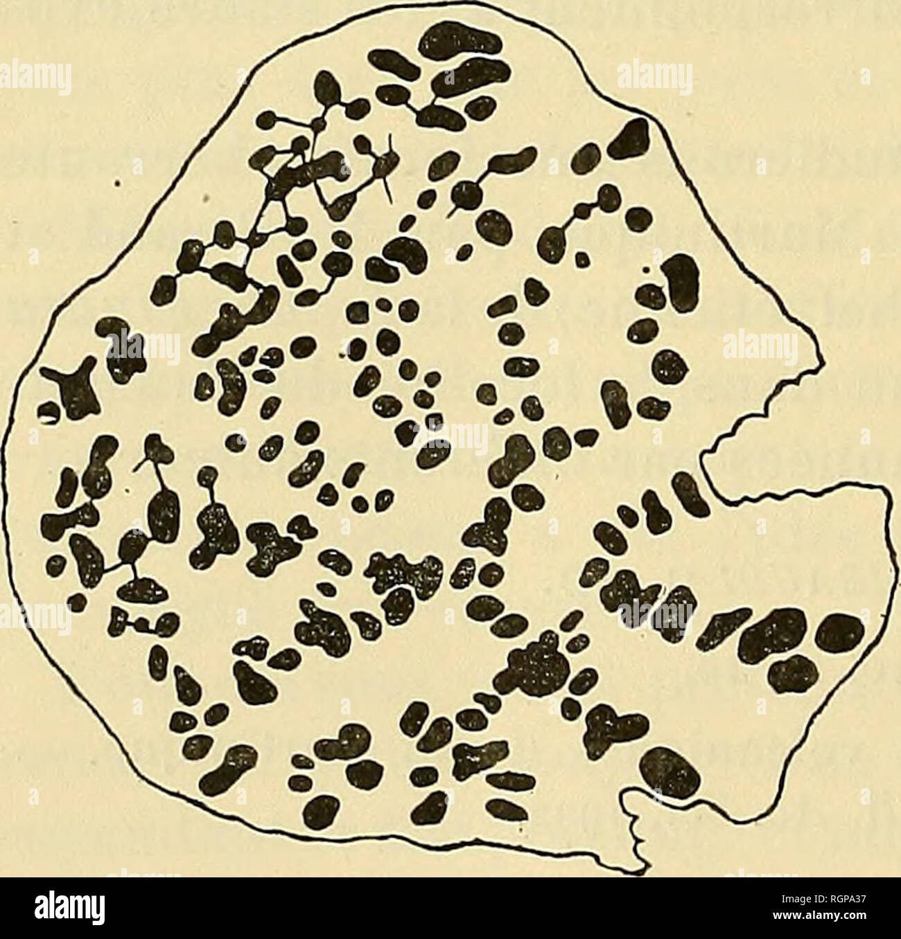 Robert telles hi-res stock photography and images - Alamy