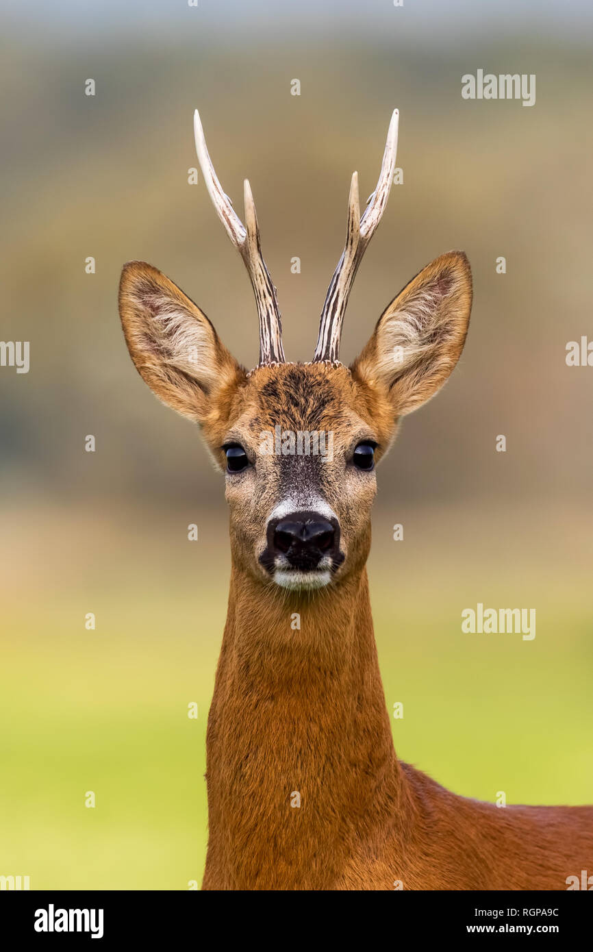 Big nose deer hi-res stock photography and images - Alamy