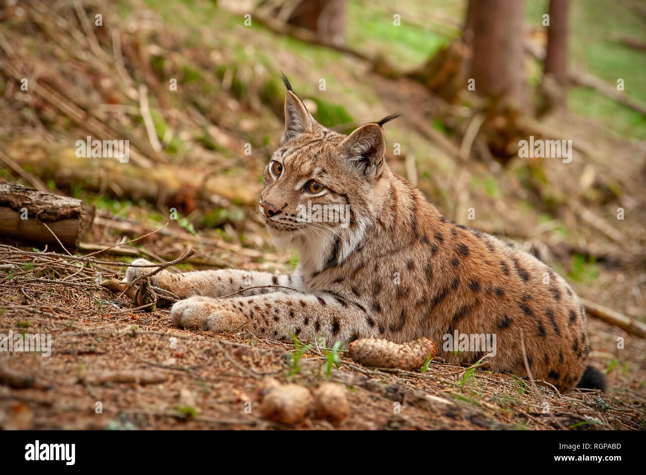 Eursian lynx laying on the ground in autmn forest with blurred ...