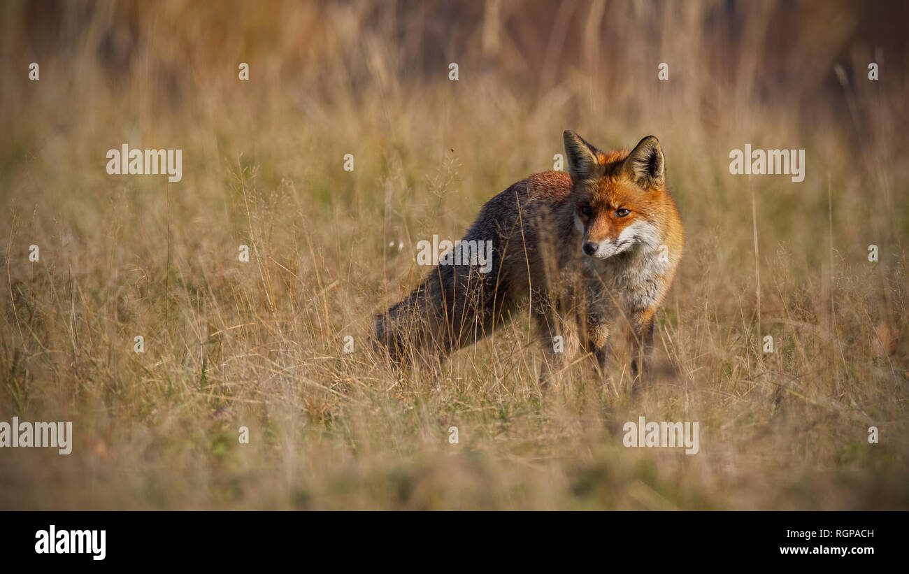 Fox tail grass hi-res stock photography and images - Alamy