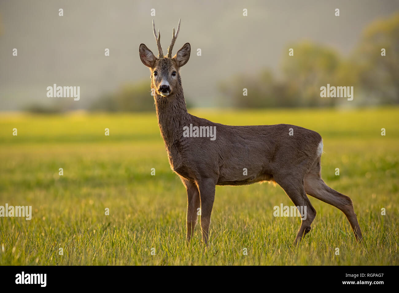 Spring deer hi-res stock photography and images - Alamy