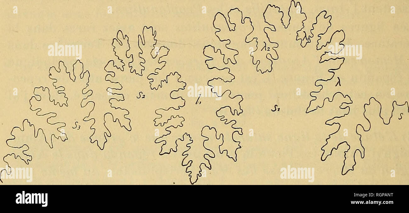 Types de selles hi-res stock photography and images - Alamy