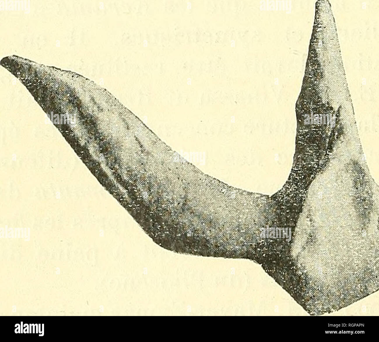 Corne dorsale hi-res stock photography and images - Alamy