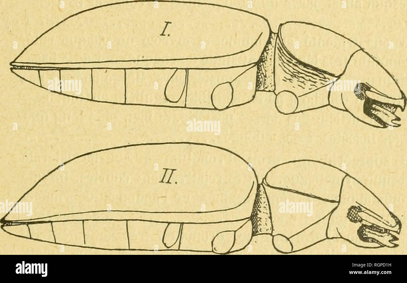 Granuloso granuloso hi-res stock photography and images - Alamy