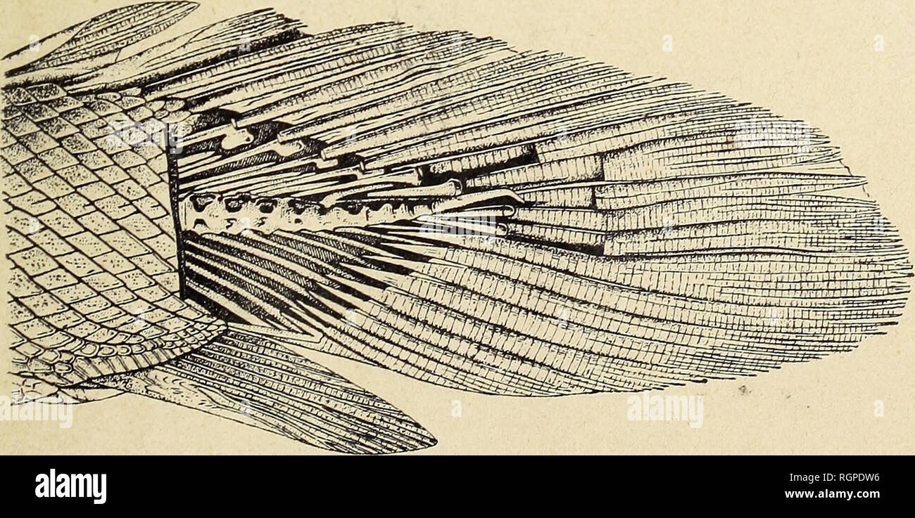 . Bulletin de la Societe Belge de Geologie, de Paleontologie et d ...