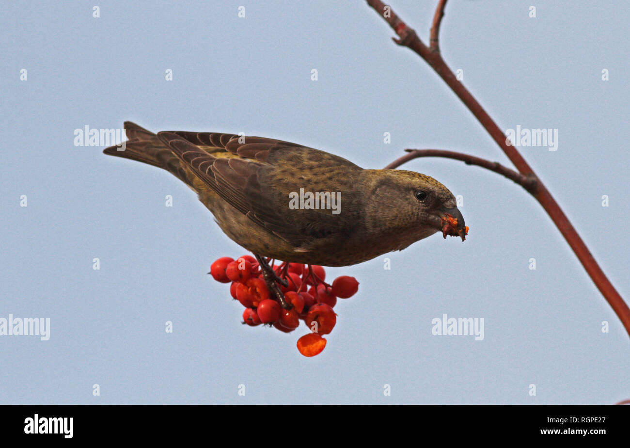 Bird eating berries hi-res stock photography and images - Alamy