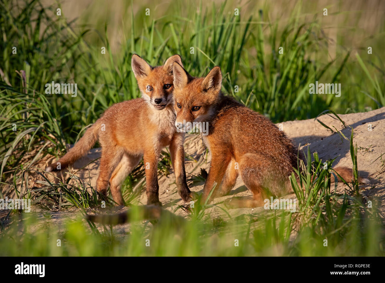 Fox cubs playing hi-res stock photography and images - Alamy