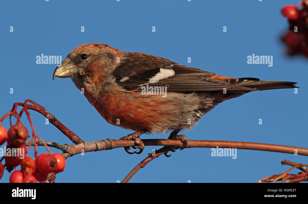 White Winged Crossbill High Resolution Stock Photography and Images - Alamy