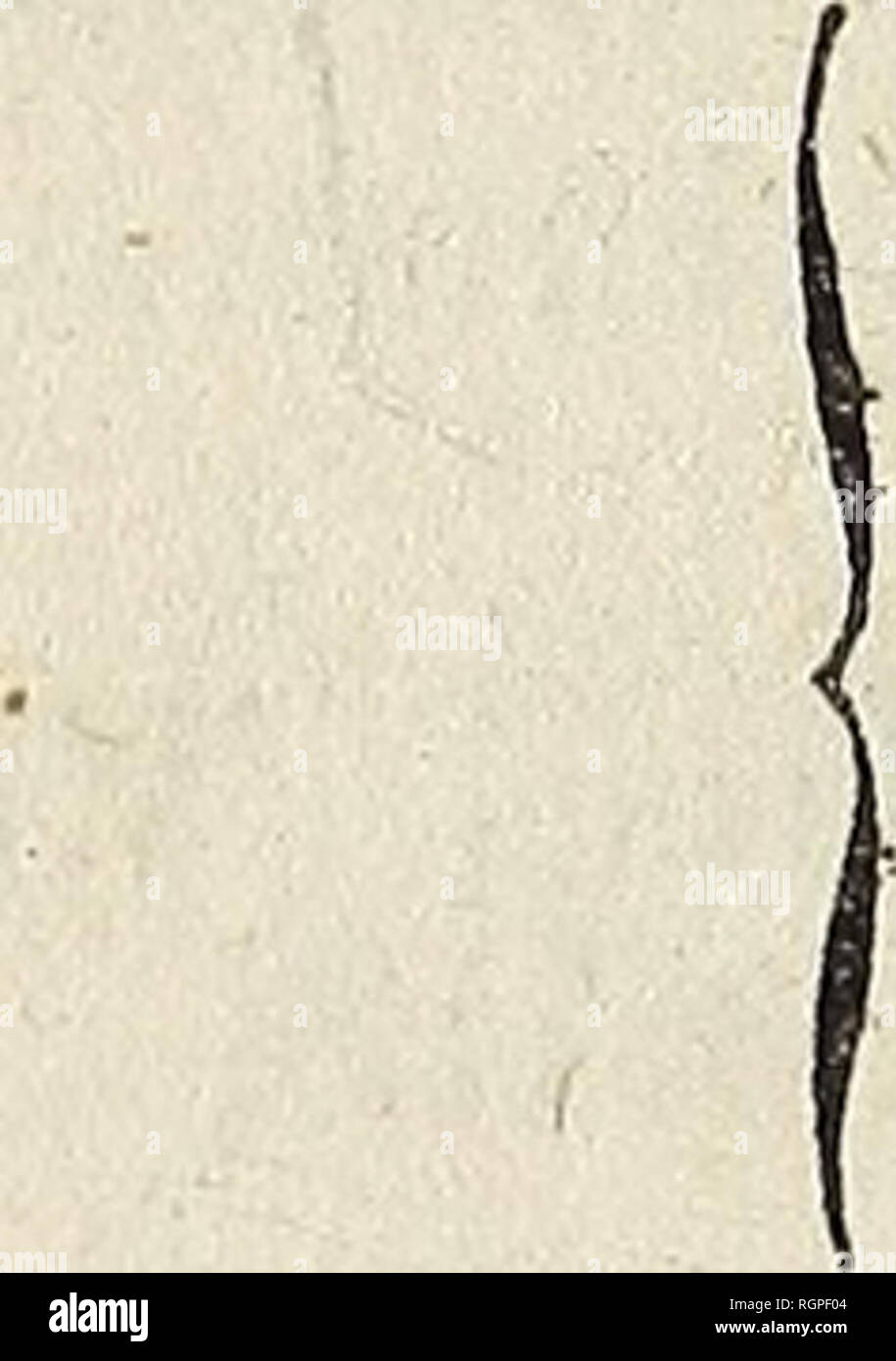 Physaloptera hi-res stock photography and images - Alamy