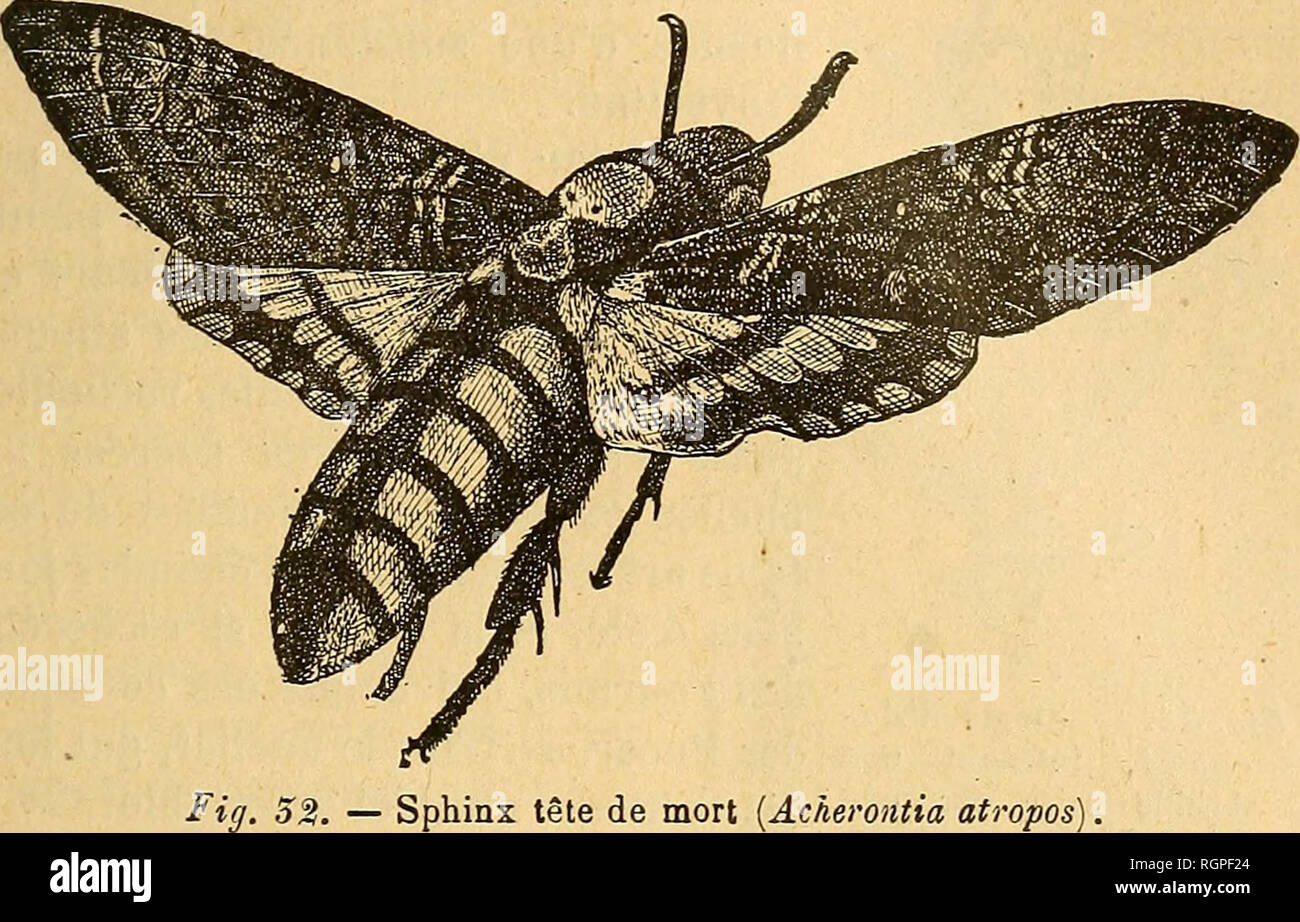 Blaireau de la mort hi-res stock photography and images - Alamy