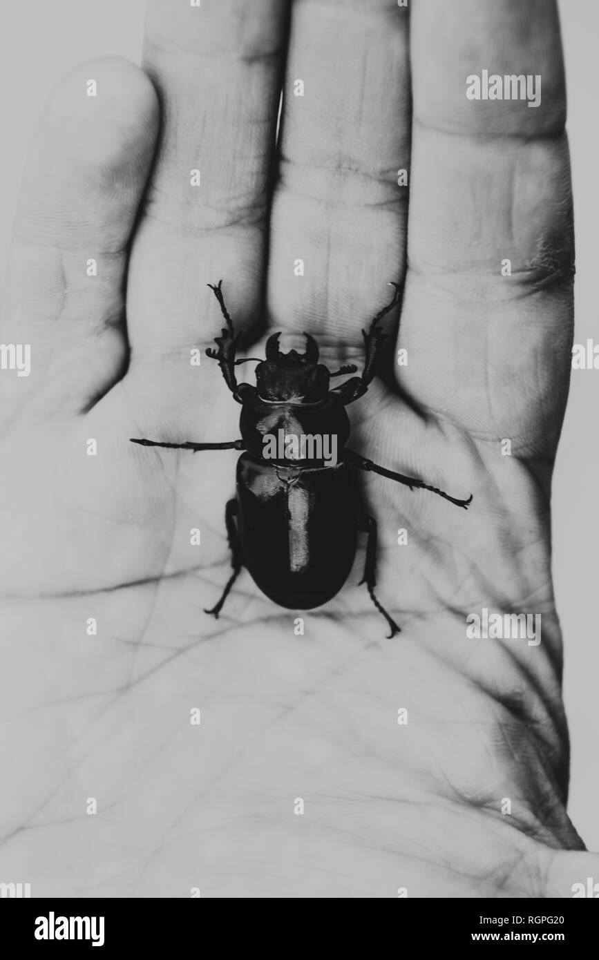 Crop insect Black and White Stock Photos & Images - Alamy