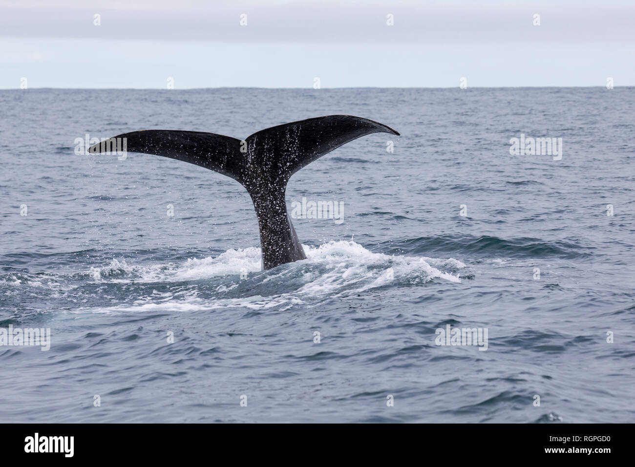 Pottwal, Fluke, Pott-Wal, Pottwale, Potwal, Physeter macrocephalus ...