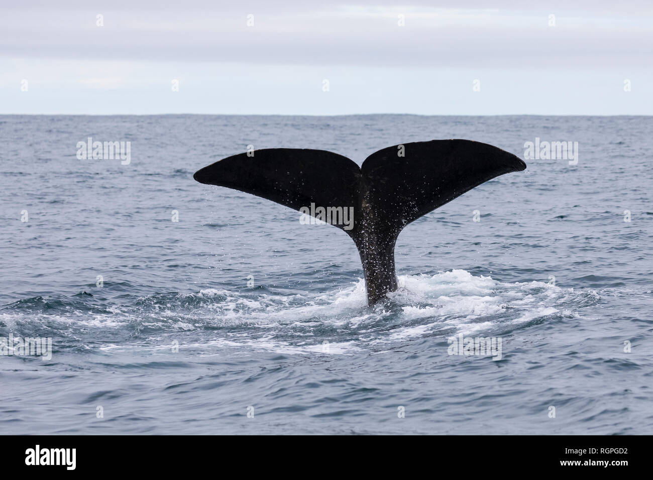 Pottwal, Fluke, Pott-Wal, Pottwale, Potwal, Physeter macrocephalus ...