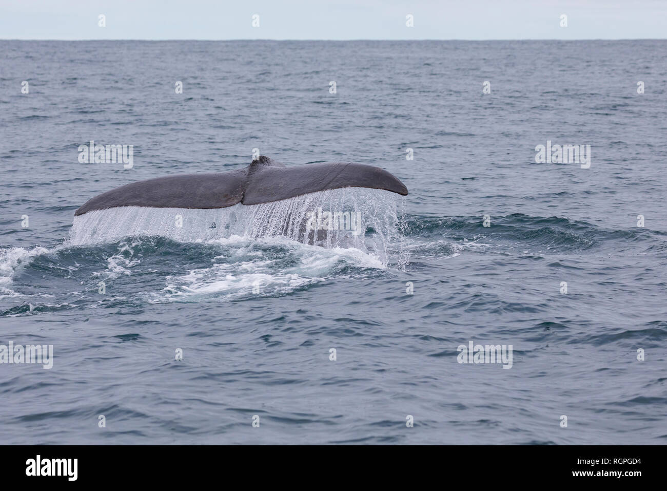 Pottwal, Fluke, Pott-Wal, Pottwale, Potwal, Physeter macrocephalus ...