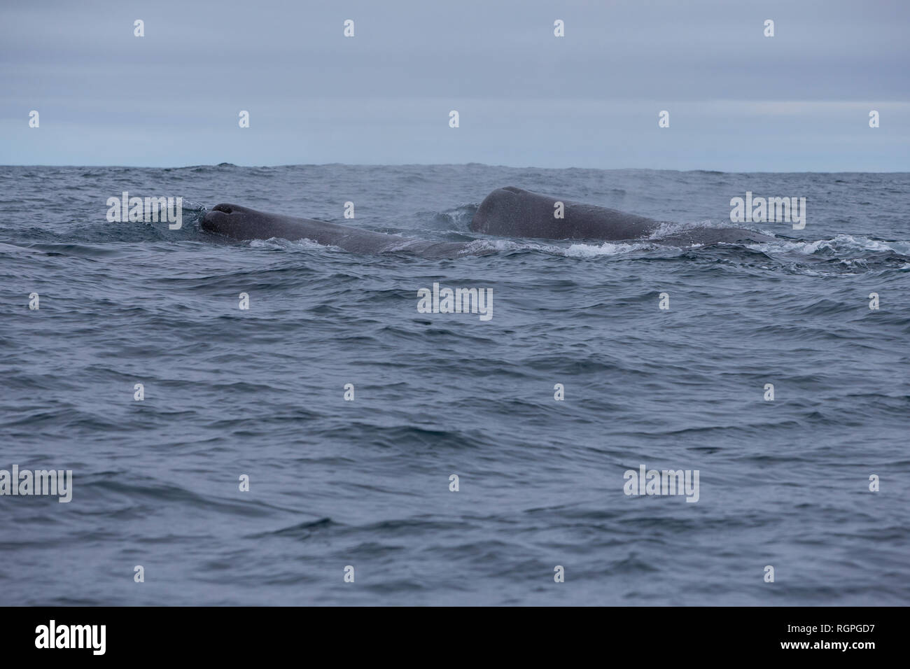 Pottwal, Pott-Wal, Pottwale, Potwal, Physeter macrocephalus, Physeter ...