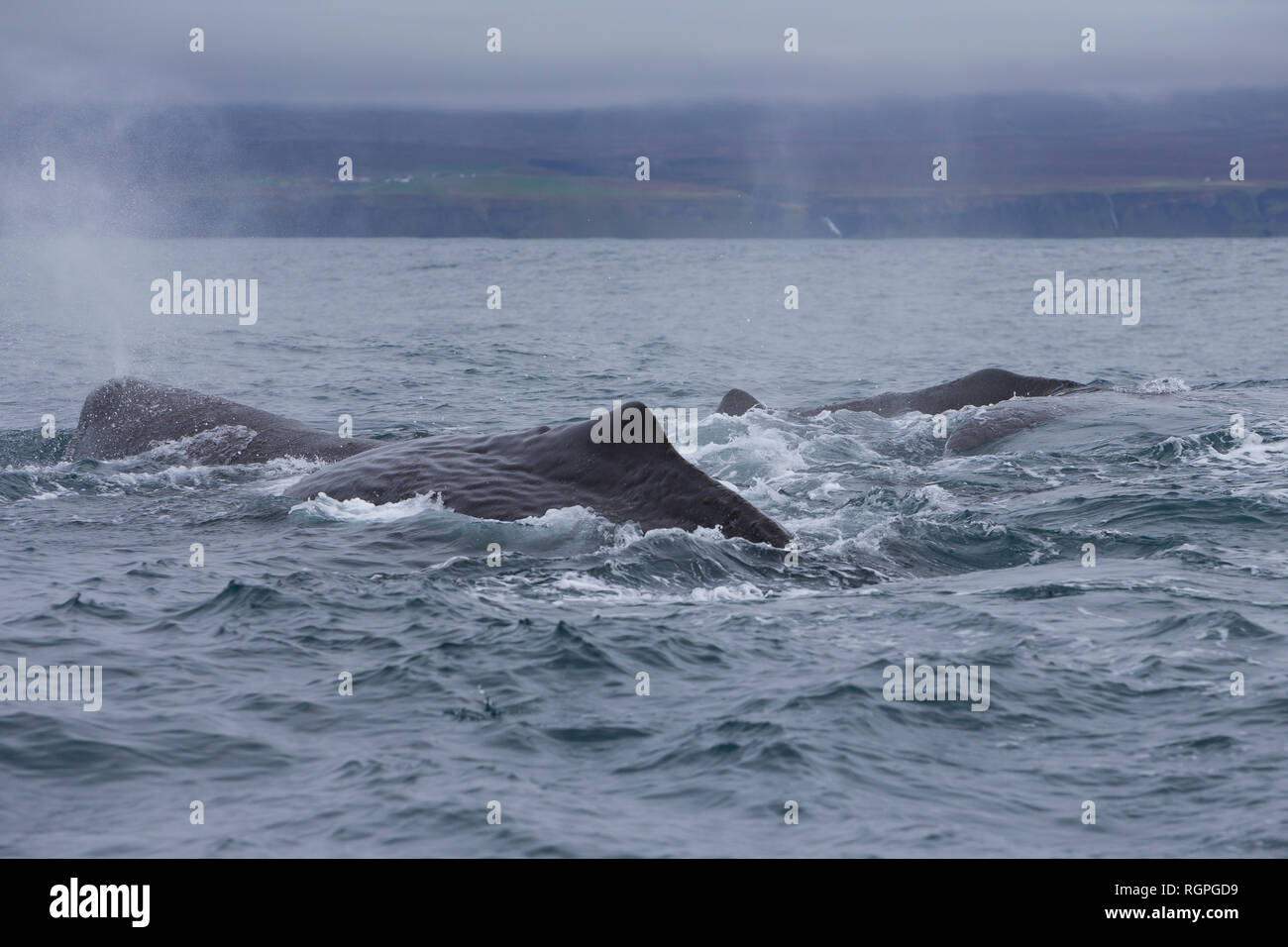 Pottwal, Pott-Wal, Pottwale, Potwal, Physeter macrocephalus, Physeter ...