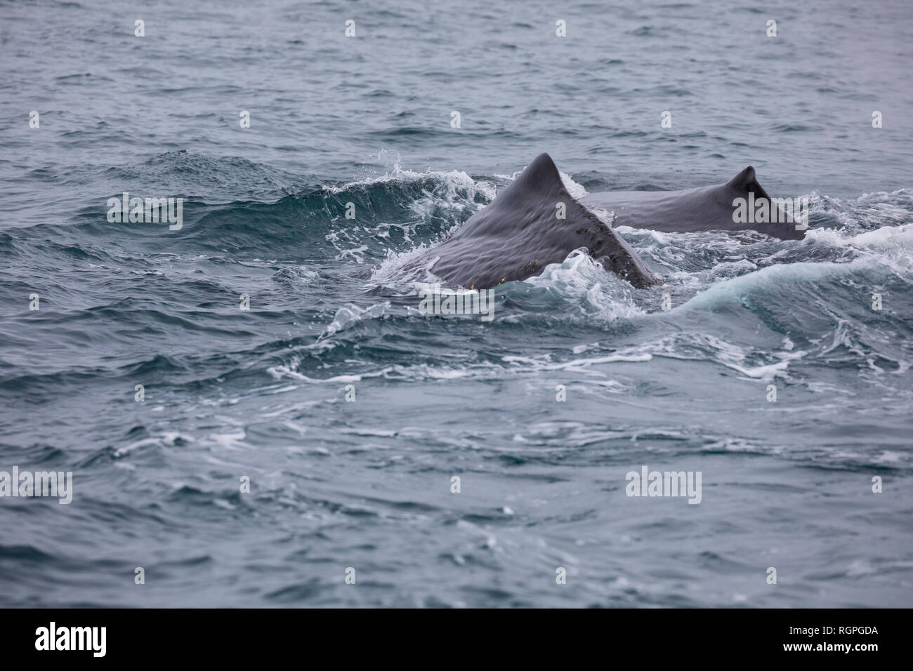 Pottwal, Pott-Wal, Pottwale, Potwal, Physeter macrocephalus, Physeter ...