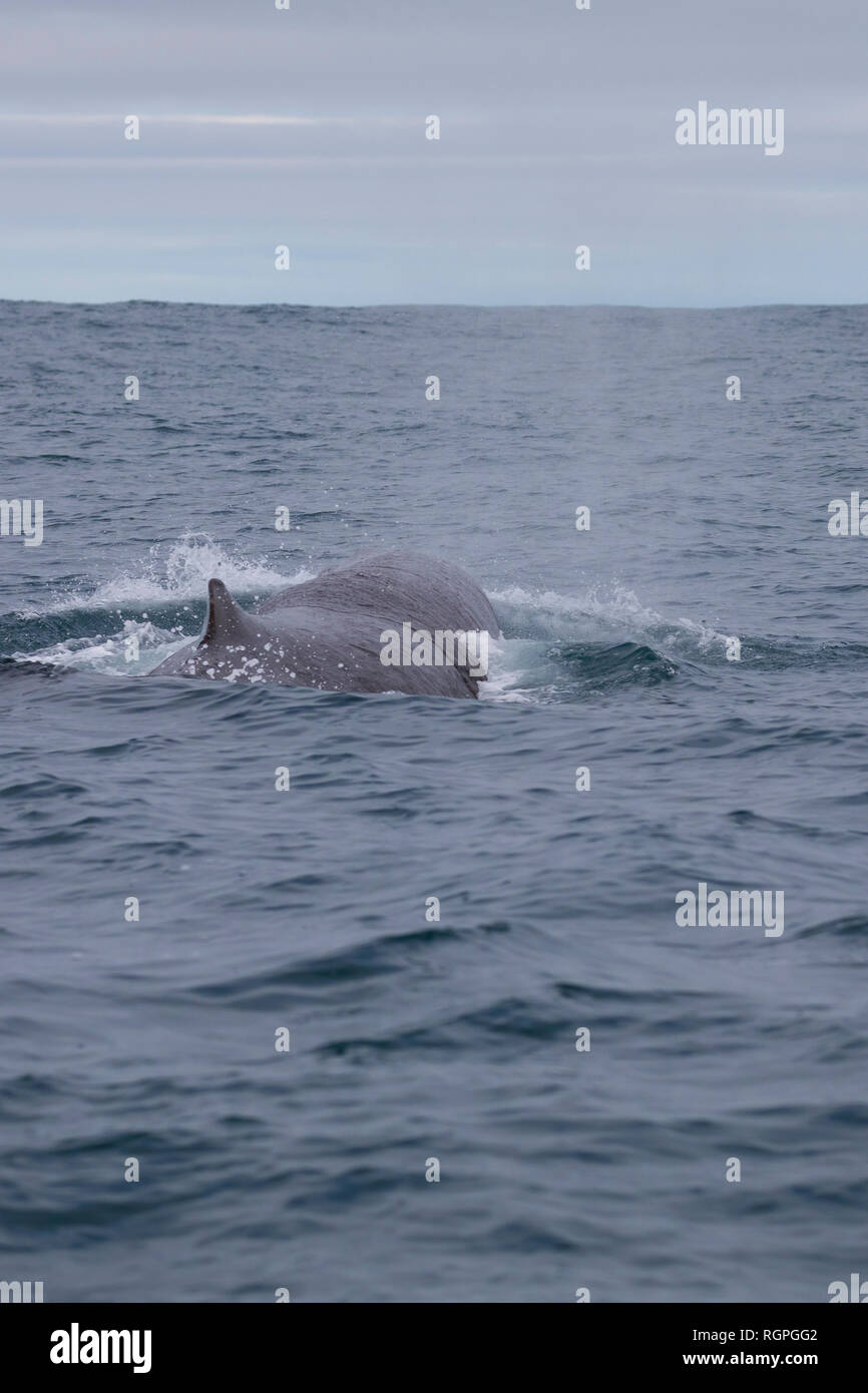 Pottwal, Pott-Wal, Pottwale, Potwal, Physeter macrocephalus, Physeter ...