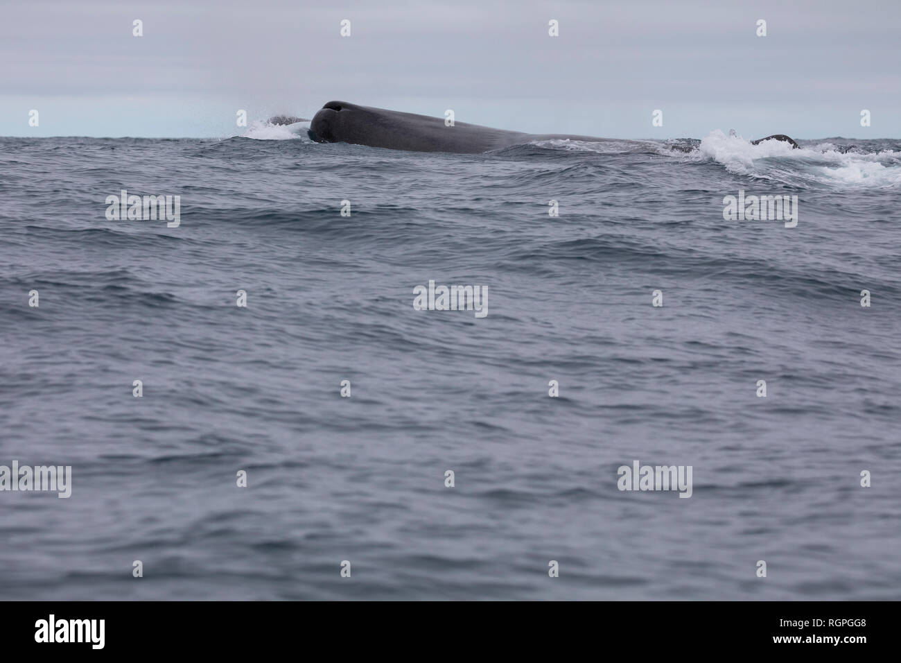 Pottwal, Pott-Wal, Pottwale, Potwal, Physeter macrocephalus, Physeter ...