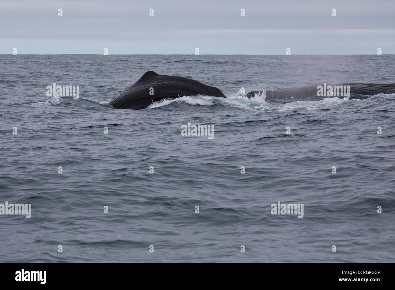 Pottwal, Pott-Wal, Pottwale, Potwal, Physeter macrocephalus, Physeter ...