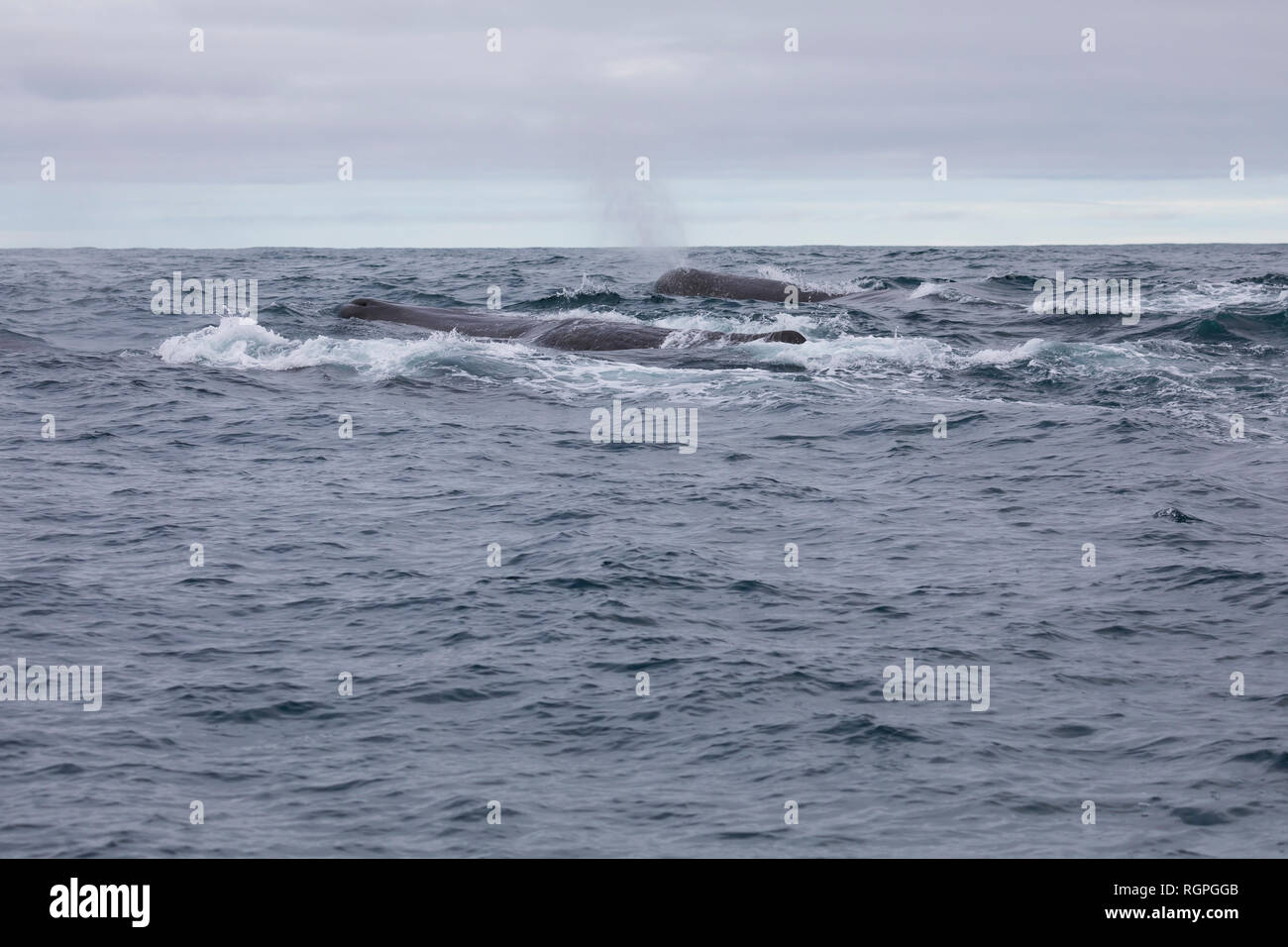 Pottwal, Pott-Wal, Pottwale, Potwal, Physeter macrocephalus, Physeter ...