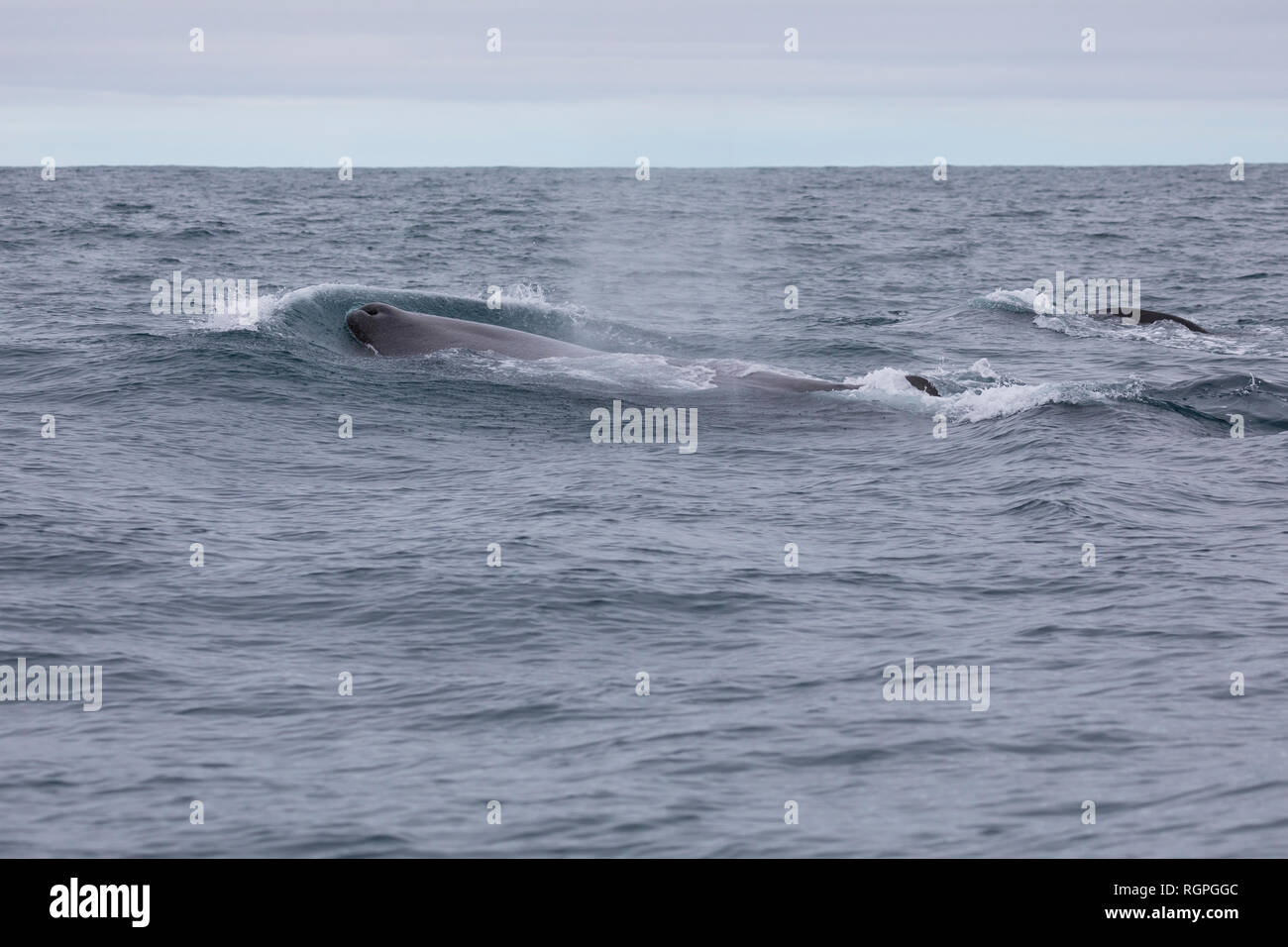 Pottwal, Pott-Wal, Pottwale, Potwal, Physeter macrocephalus, Physeter ...