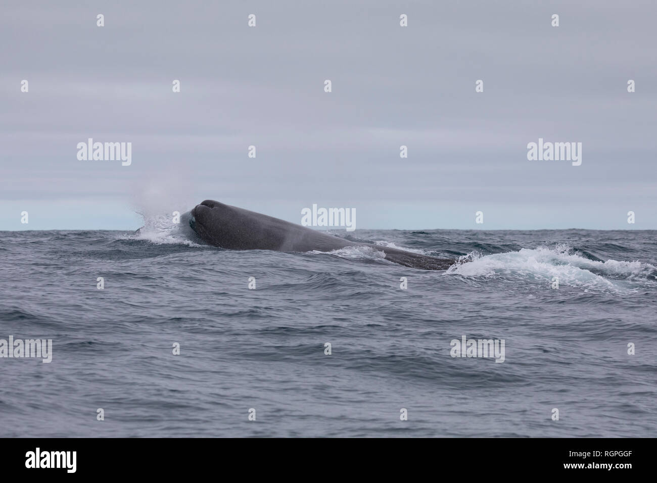 Pottwal, Pott-Wal, Pottwale, Potwal, Physeter macrocephalus, Physeter ...